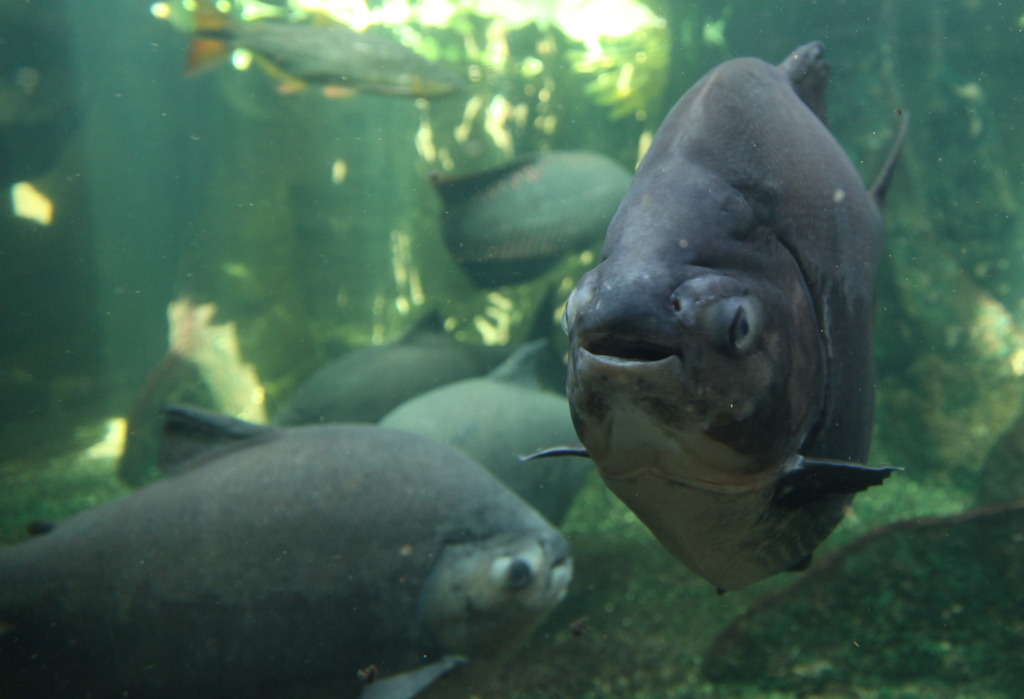 Red-bellied Pacu (Piaractus brachypomus) - Marine Life Identification
