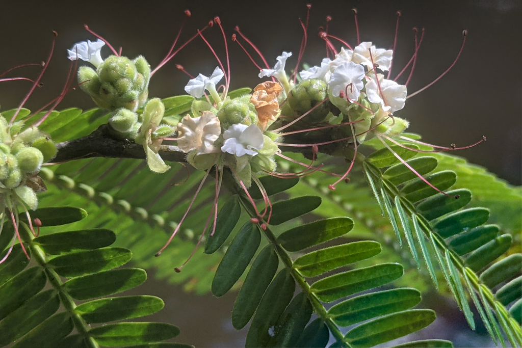 Guarango (Especies forestales de la amazonía peruana) · iNaturalist