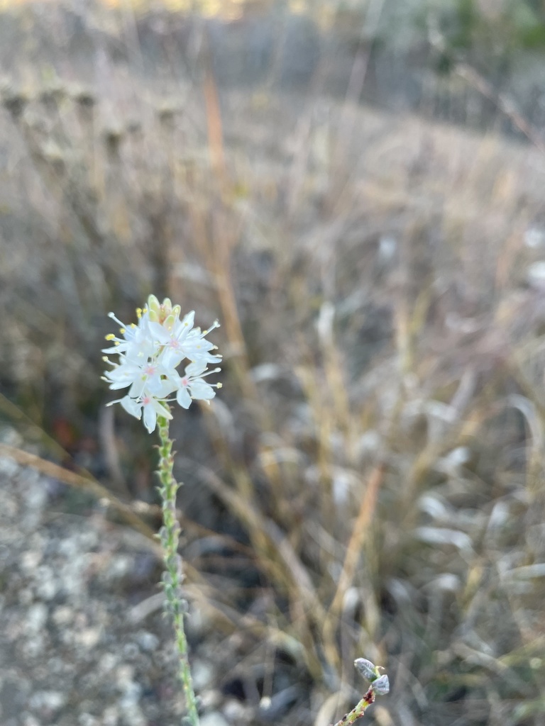 False Gaura from Branson, MO, US on November 11, 2021 at 04:10 PM by ...