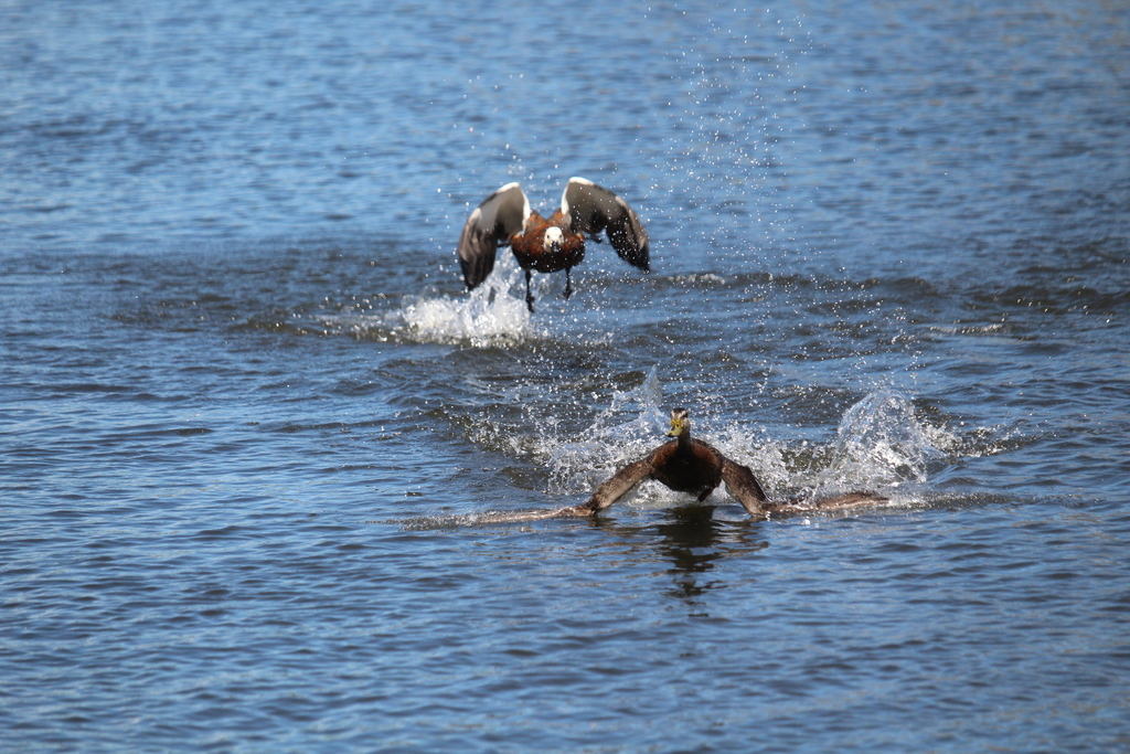 Paradise Shelduck from Burwood, Christchurch, New Zealand on November ...
