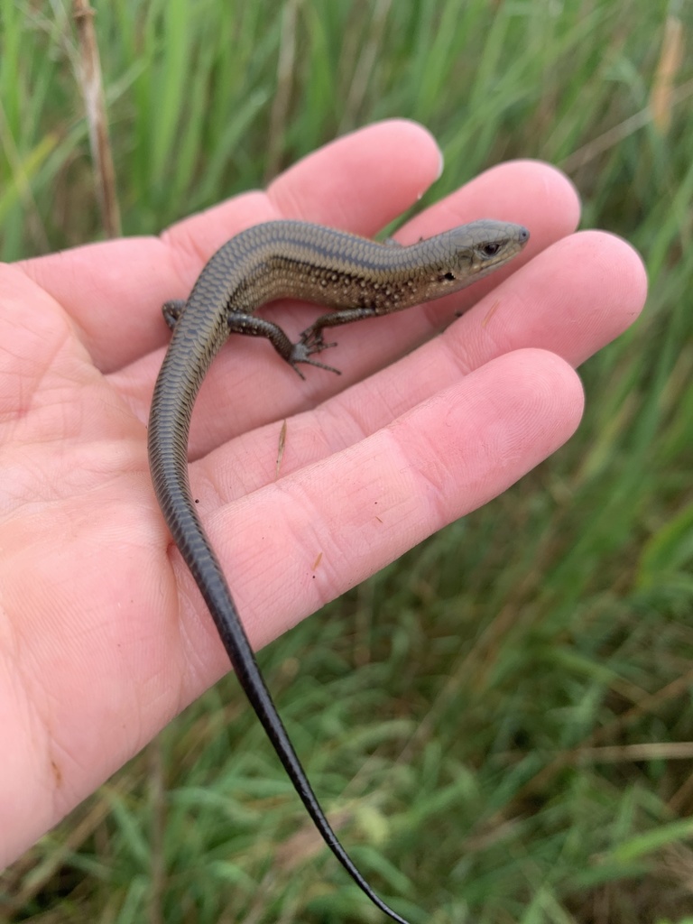Eastern Mourning Skink in November 2021 by Jules Farquhar · iNaturalist