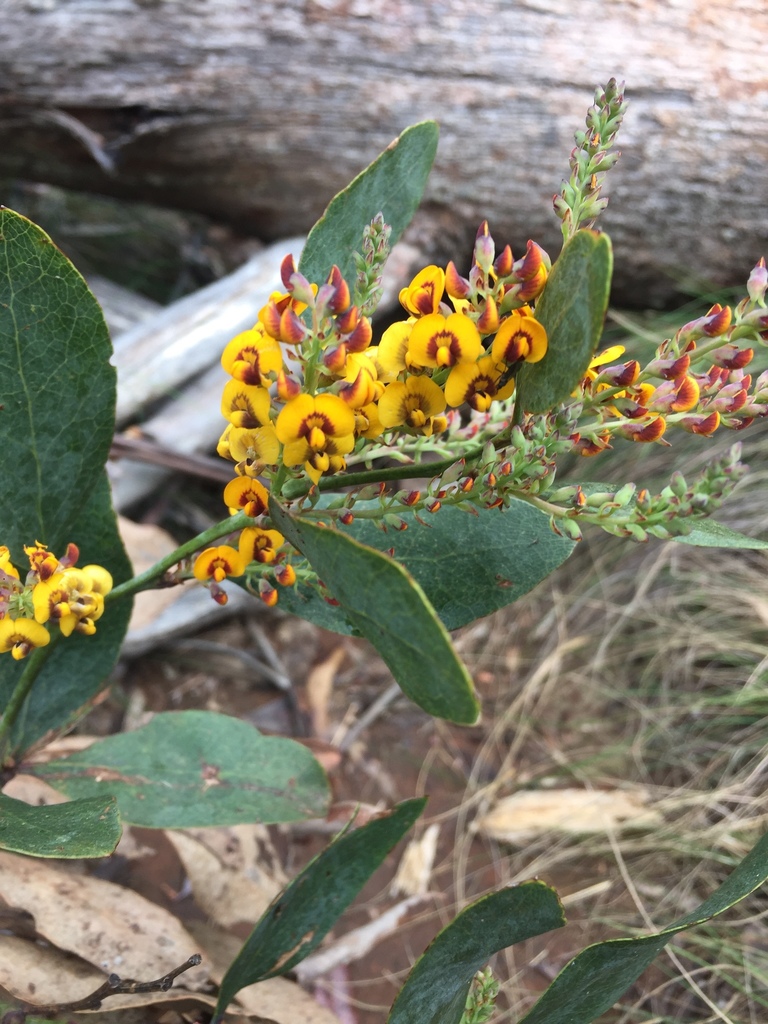 hop bitter-pea from Wangaratta - South, Alpine, AU-VI, AU on November ...