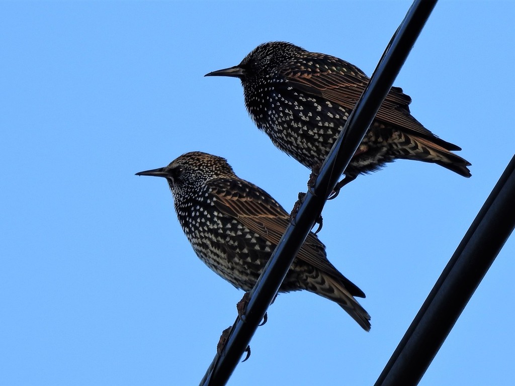 European Starling from Arthur R. Marshall Loxahatchee Wildlife Refuge ...