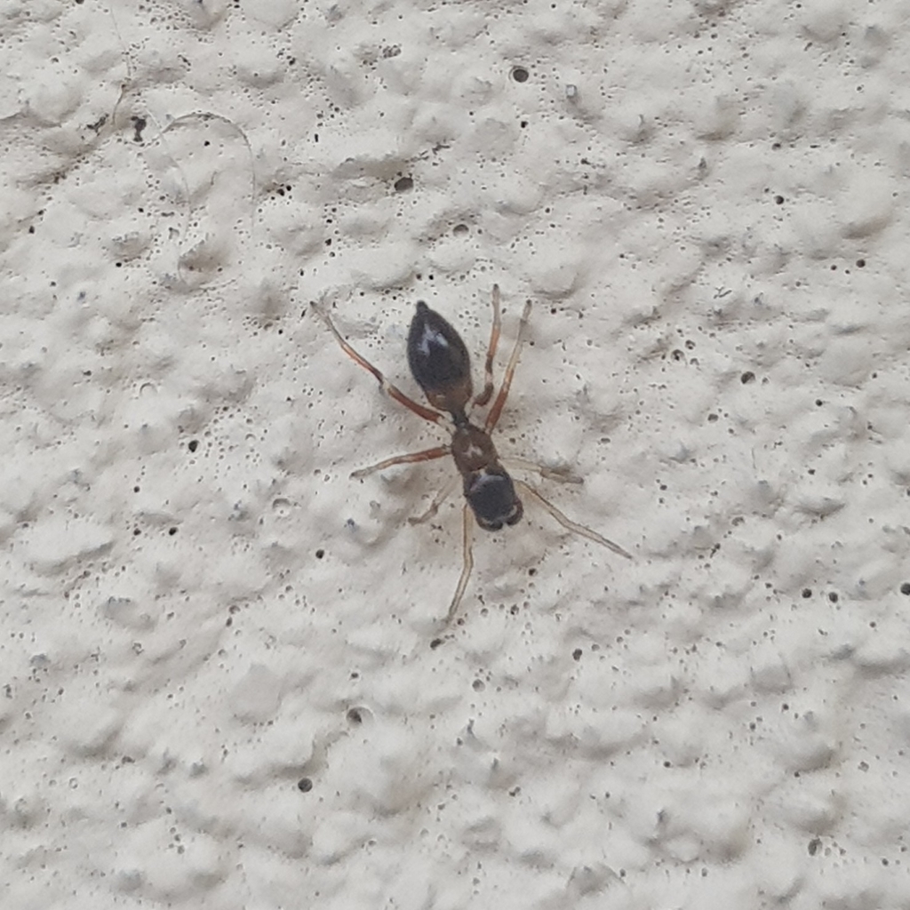 Ant-mimic Spiders from 318 Moggill Road Myer Indooroopilly ...