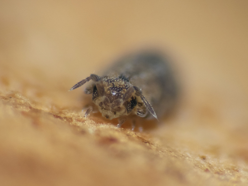 Family Bathytropidae · iNaturalist