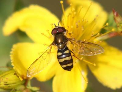 Eupeodes americanus from Oakland Lake Wildflower Meadow, Bayside ...
