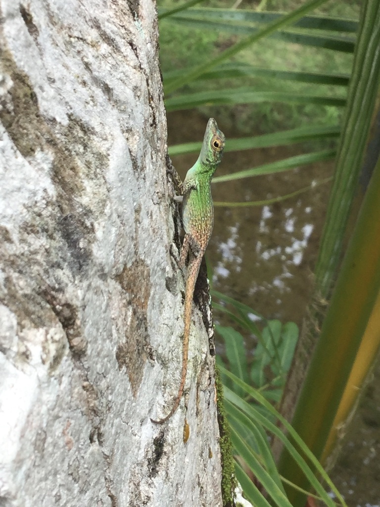 Dominican Graceful Anole from Las Terrenas, Samaná, Dominican Republic ...