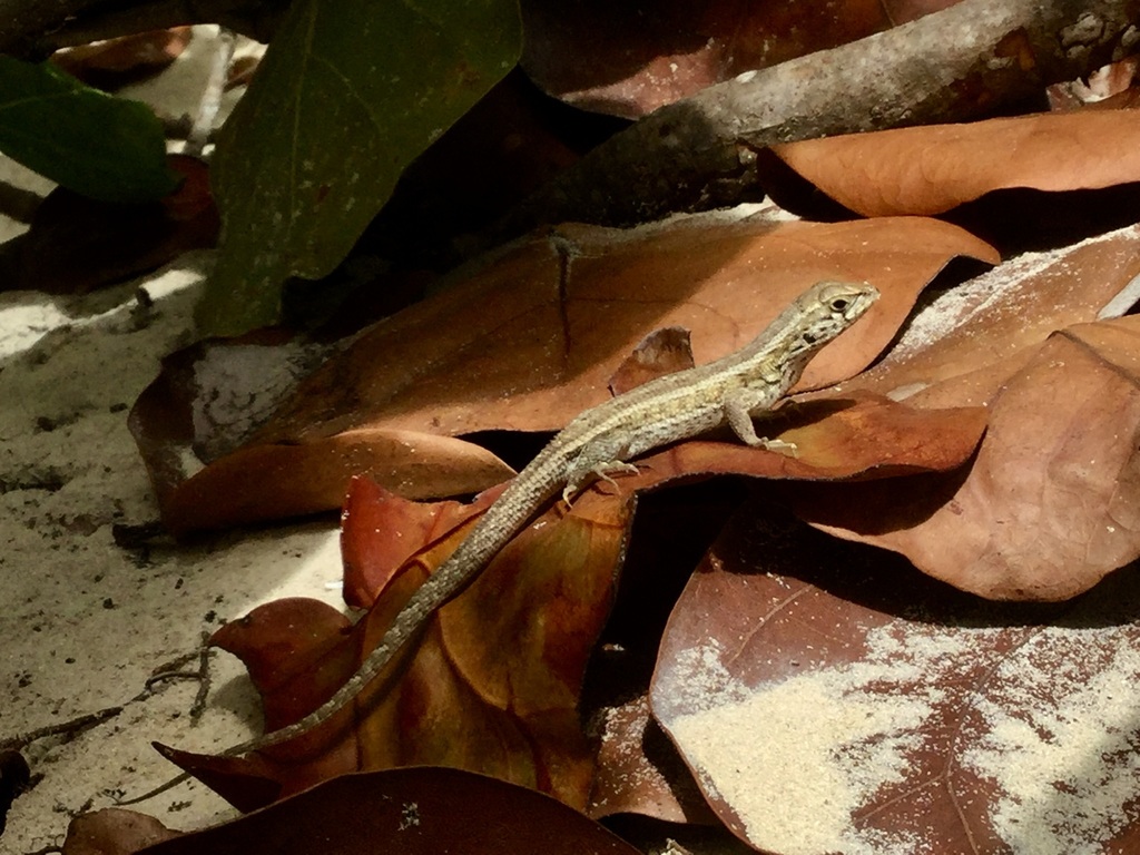 Haitian Curlytail Lizard from Salvaleón de Higüey, La Altagracia ...