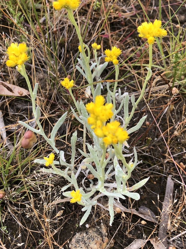 Common Everlasting from Upper Sturt Road, Upper Sturt, SA, AU on ...