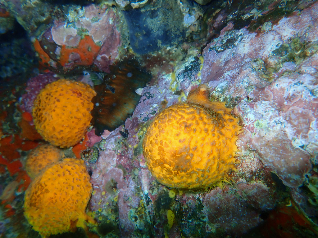 Orange Golf Ball Sponge from Auckland, New Zealand on November 12, 2021 ...