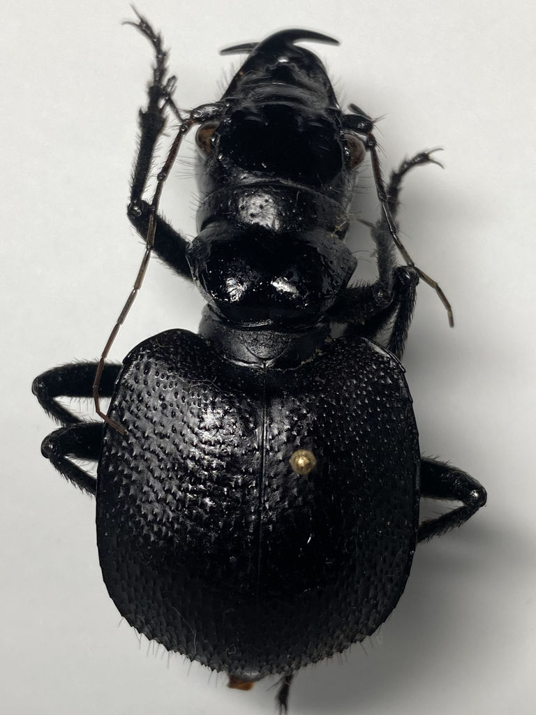 Monster Tiger Beetles from Newala, Tanzania on March 21, 2019 by Connor ...
