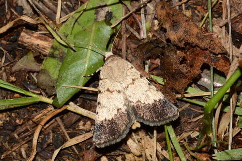 Dichagyris stellans · iNaturalist