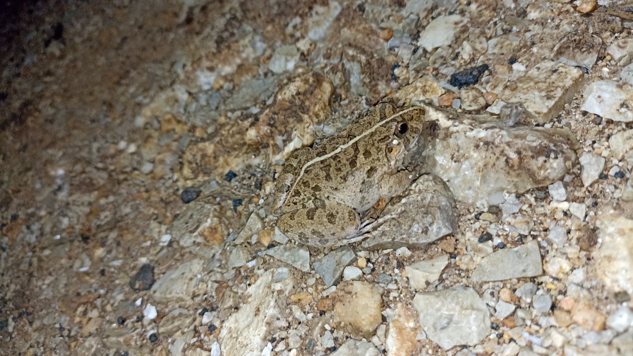 Fejervarya iskandari Veith, Kosuch, Ohler & Dubois, 2001