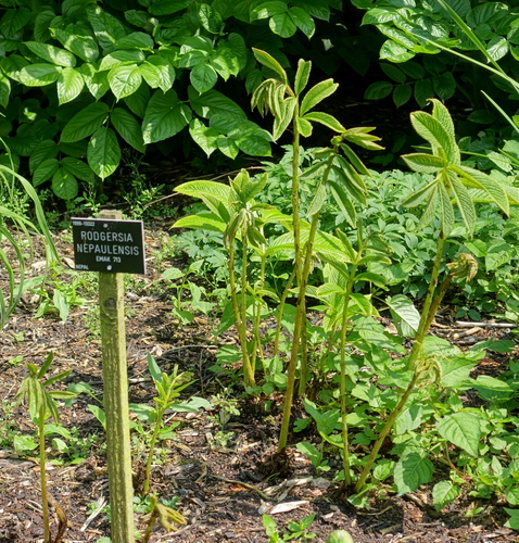 Rodgersia nepalensis · iNaturalist Mexico