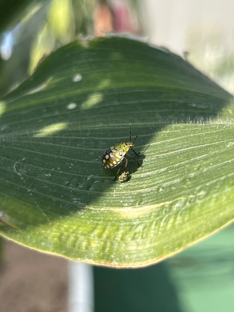 Southern Green Stink Bug from Hong Kong Island, Pok Fu Lam, HK on ...