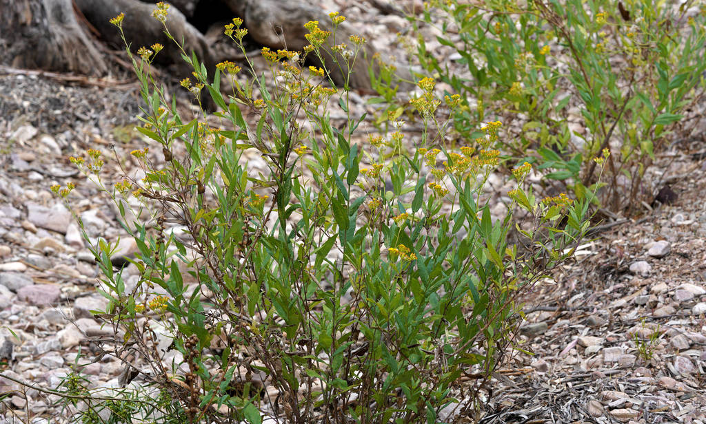 Scented Groundsel from Mambray Creek Camp on November 02, 2021 by ...