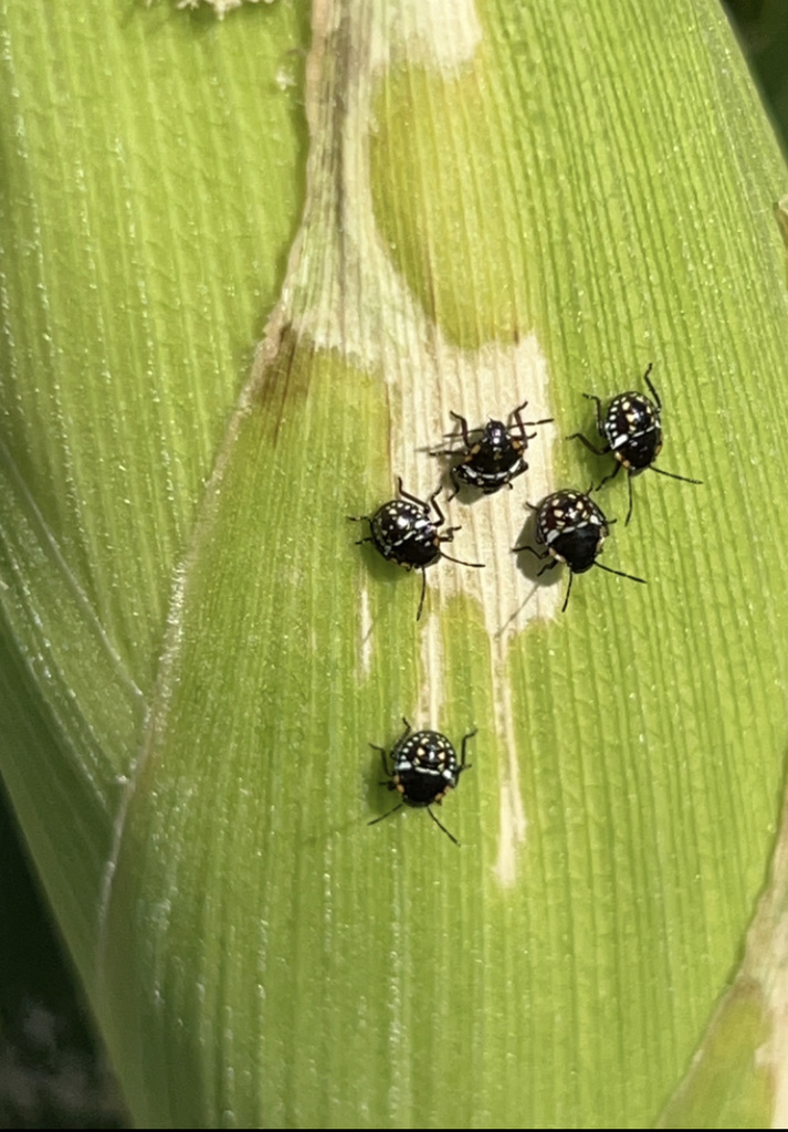 Southern Green Stink Bug from Hong Kong Island, Pok Fu Lam, HK on ...