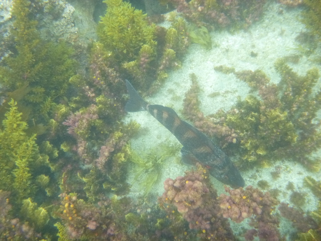 Banded Morwong from Auckland, New Zealand on November 12, 2021 at 01:04 ...