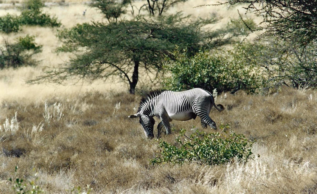 Grévy's Zebra in July 2002 by harrylurling · iNaturalist