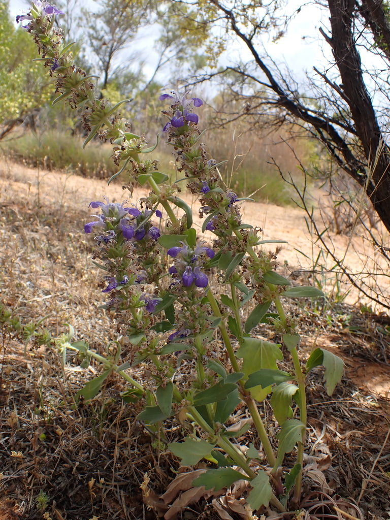 Austral Bugle from Hattah VIC 3501, Australia on November 07, 2021 at ...
