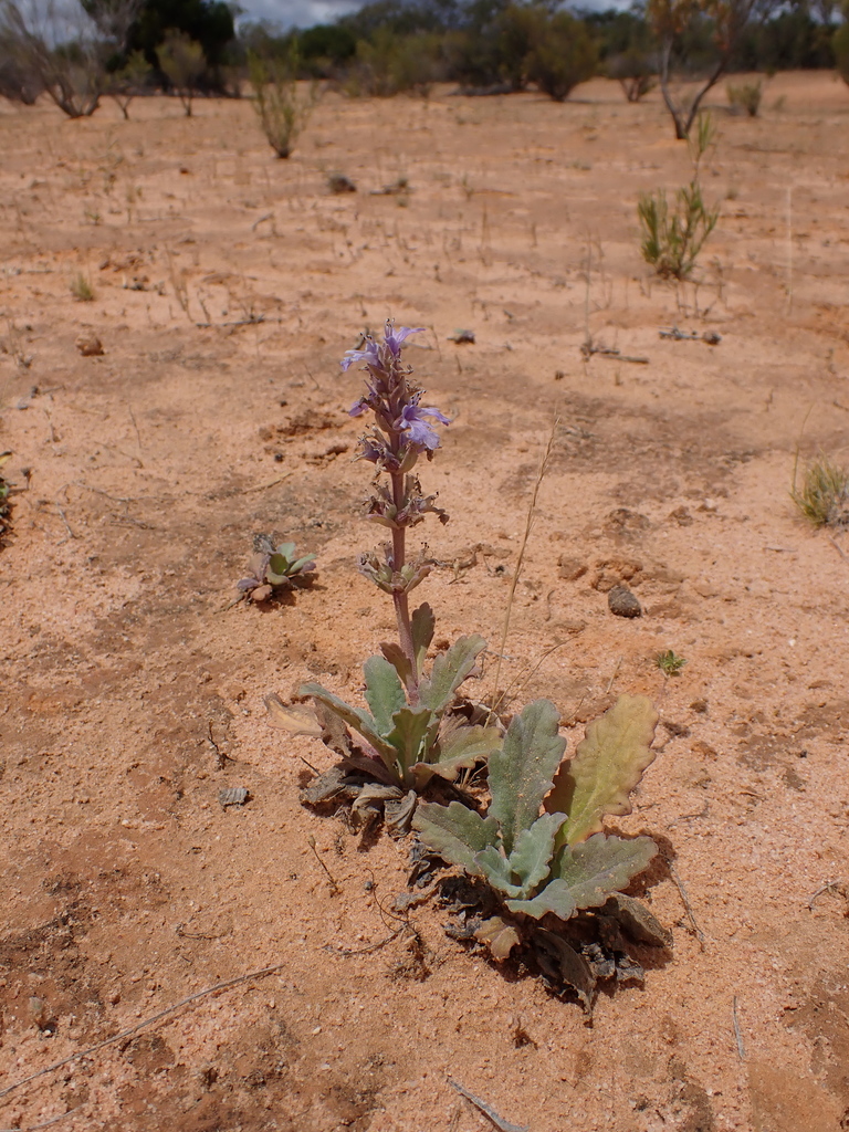 Austral Bugle from Hattah - Kulkyne, Mildura - Pt B, Victoria ...