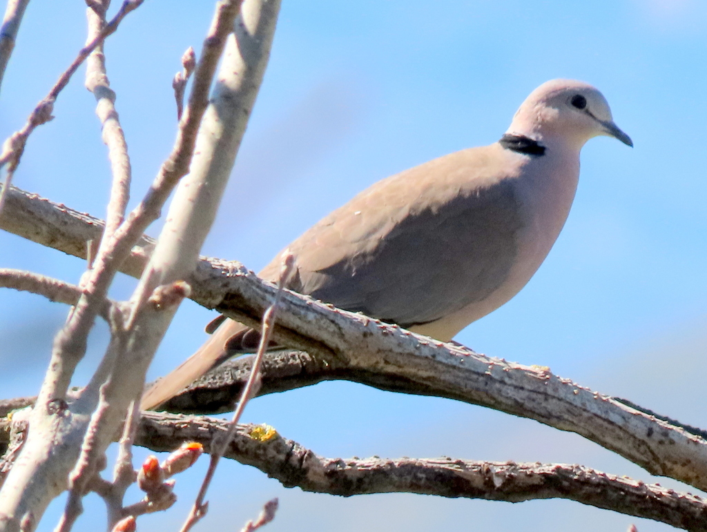 Western Cape Ring-necked Dove from West Coast DC, South Africa on ...