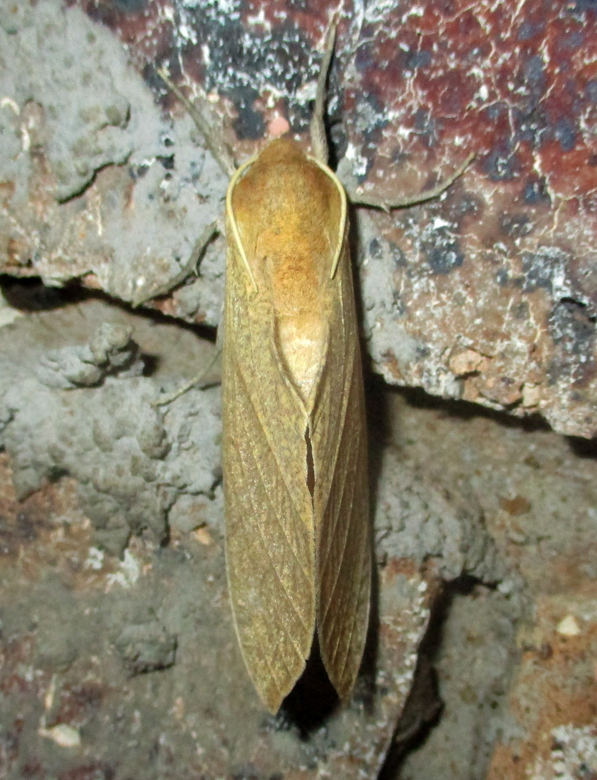 Neoclanis Carcasson, 1968