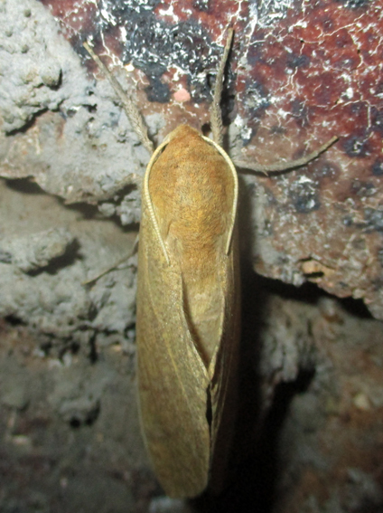 Neoclanis Carcasson, 1968