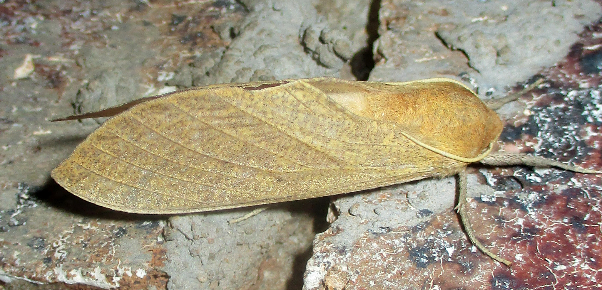 Neoclanis Carcasson, 1968