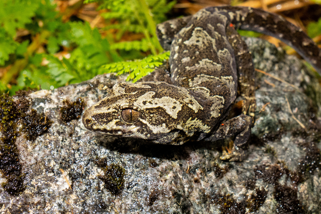 Cascade Gecko (Lizards of Aotearoa ) · iNaturalist