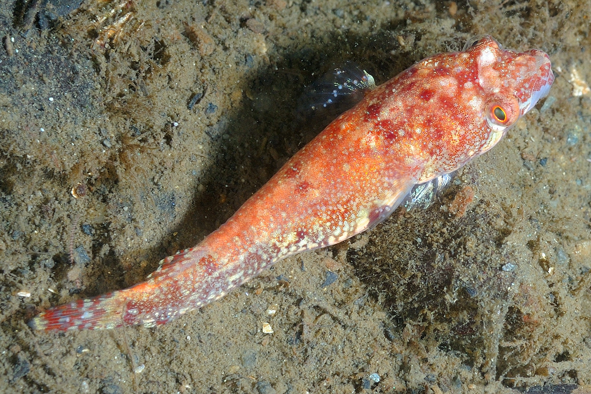 Diplecogaster Fraser-Brunner, 1938