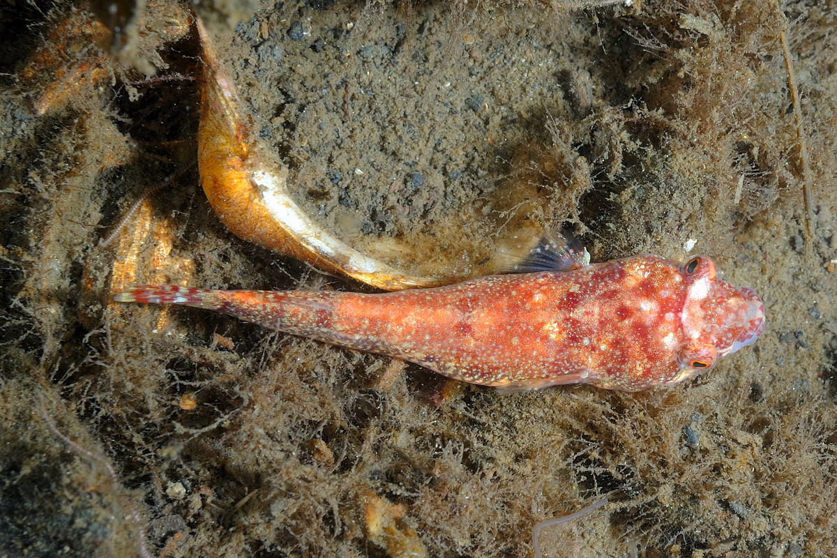 Diplecogaster Fraser-Brunner, 1938