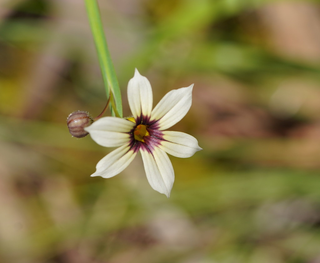Blue Pigroot from Baluk Willam, Belgrave South VIC AU on November 09 ...
