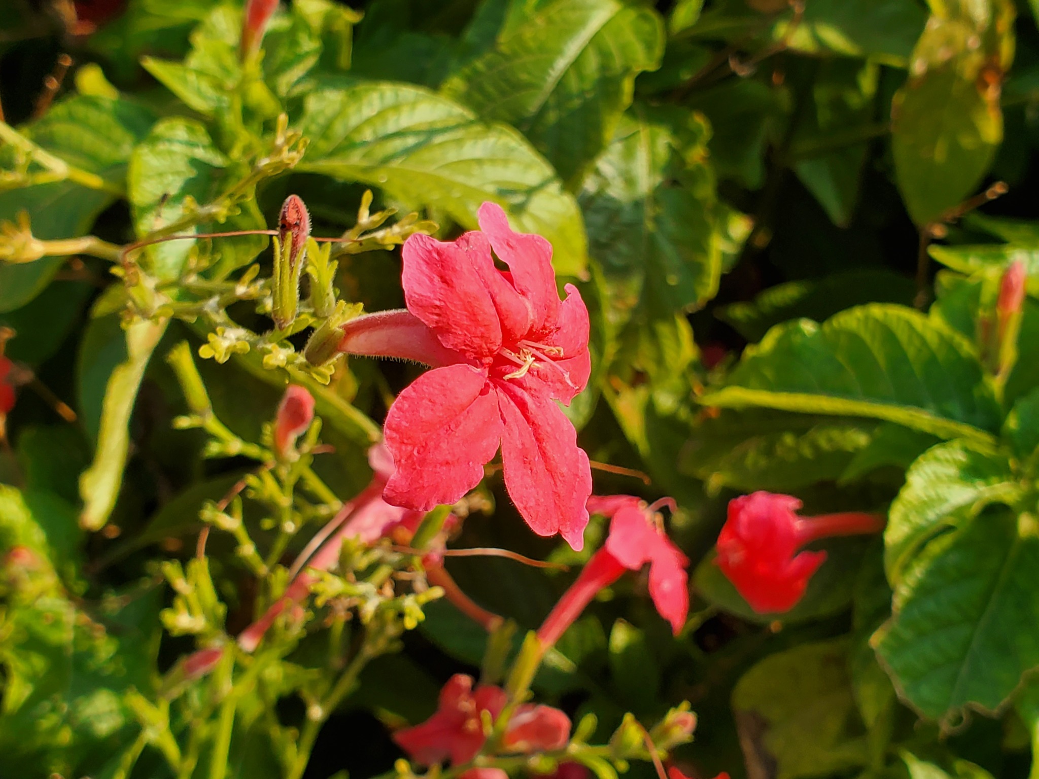 Ruellia elegans Poir.