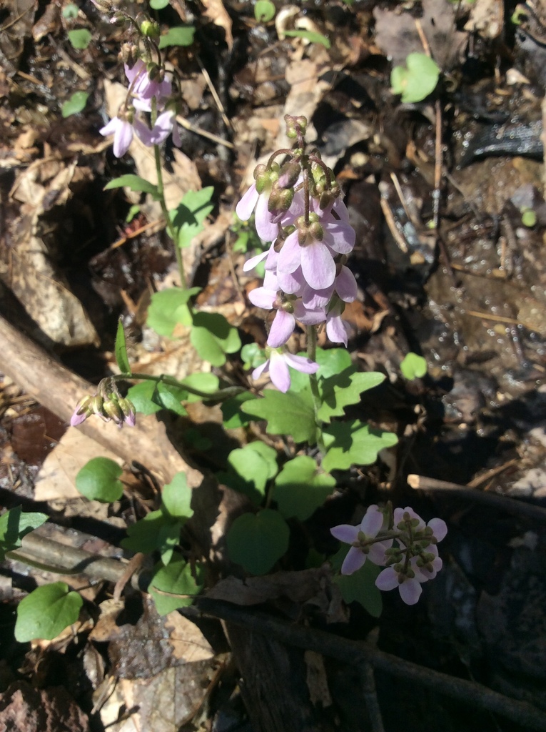 Purple Cress from Geauga County, US-OH, US on April 29, 2018 at 02:44 ...