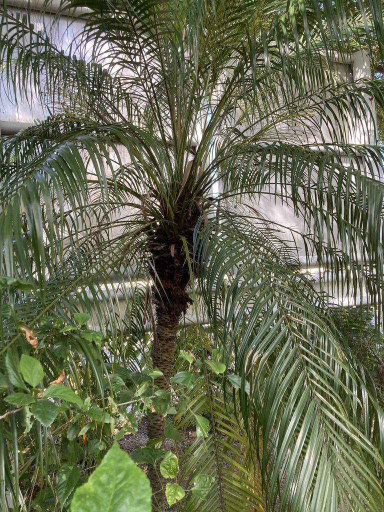 Pygmy Date Palm from Sui Wo Road, Fo Tan, New Territories, HK on ...
