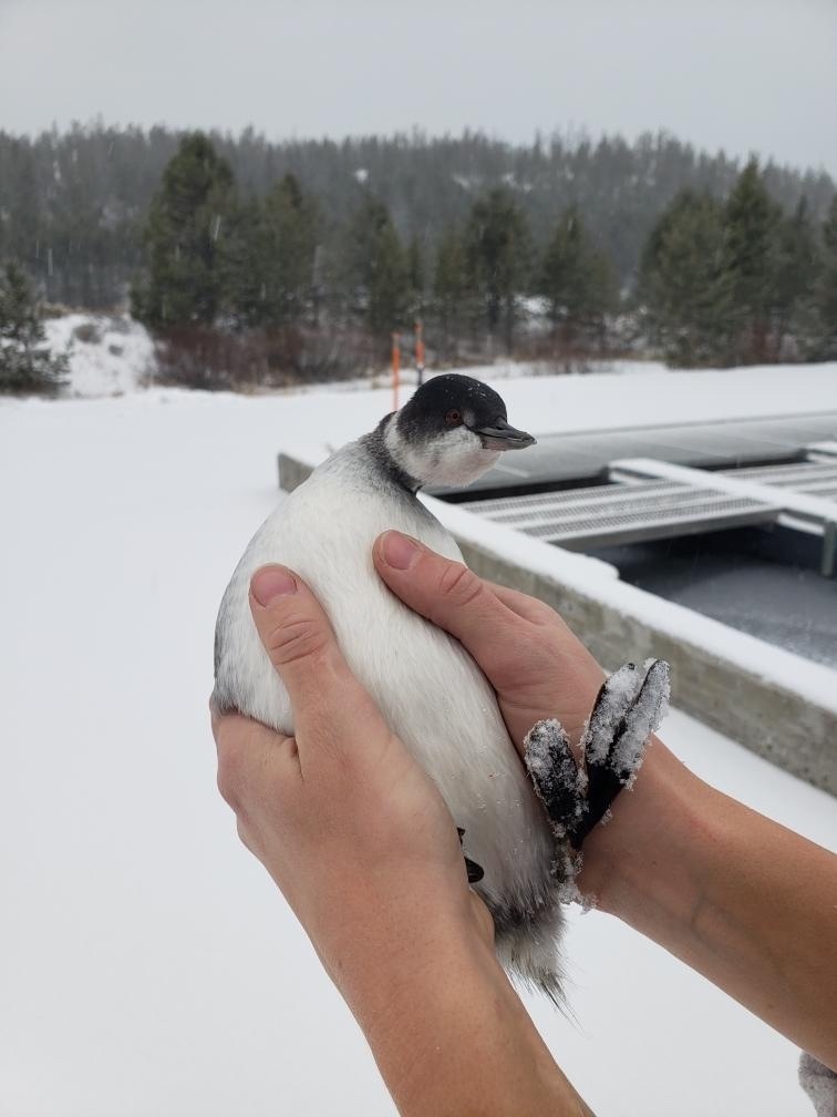 Typical Grebes from Salmon-Challis National Forest, Cascade, ID, US on ...