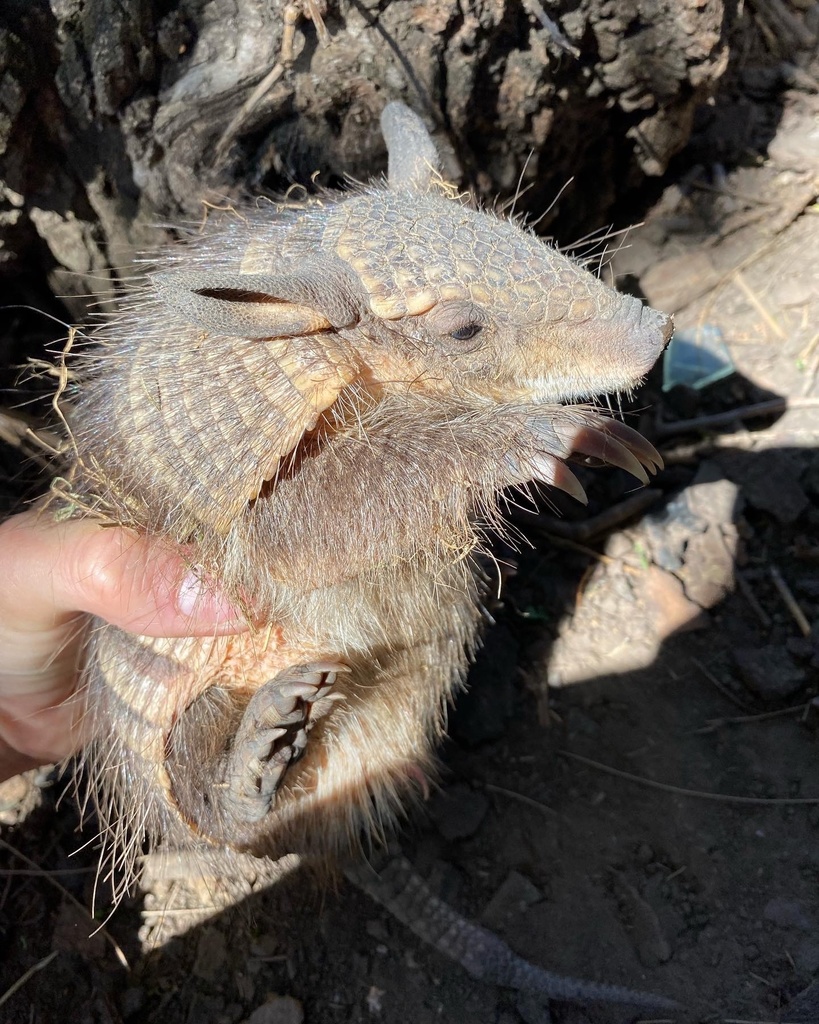 Screaming Hairy Armadillo from General López, General López, Santa Fe ...