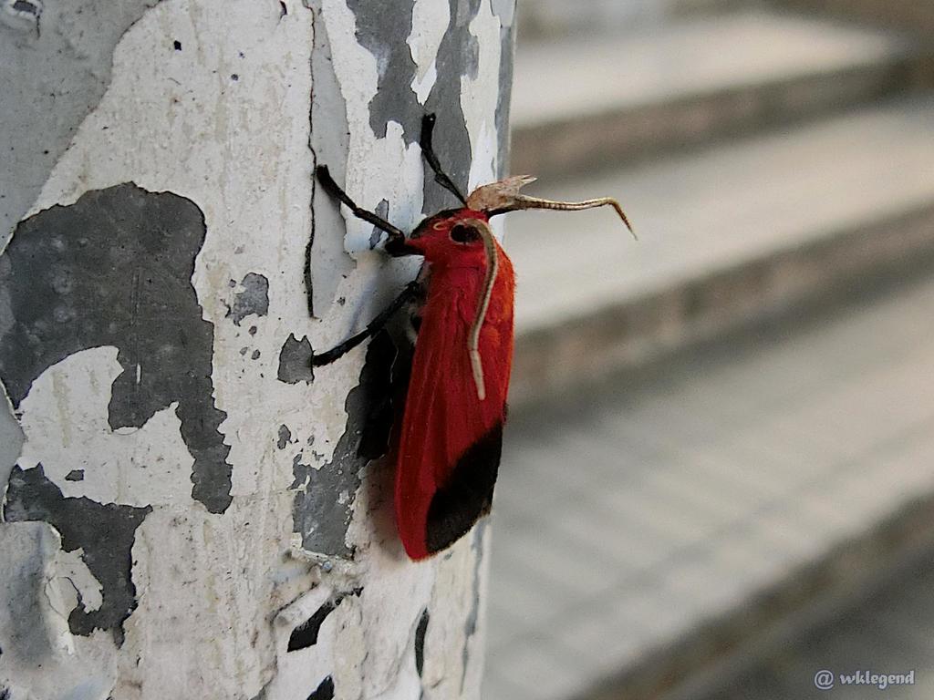 Phauda flammans from Kwai Tsing, HK on November 12, 2021 by wklegend ...