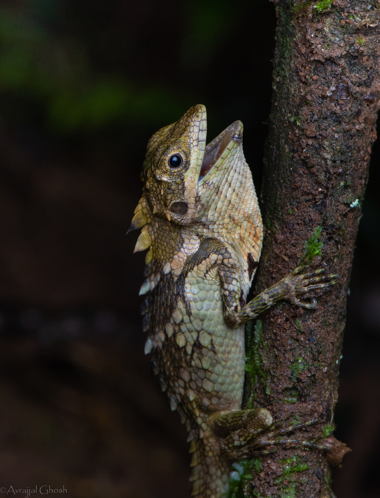 Anaimalai Spiny Lizard from Kannan Devan Hills, Kerala, India on ...