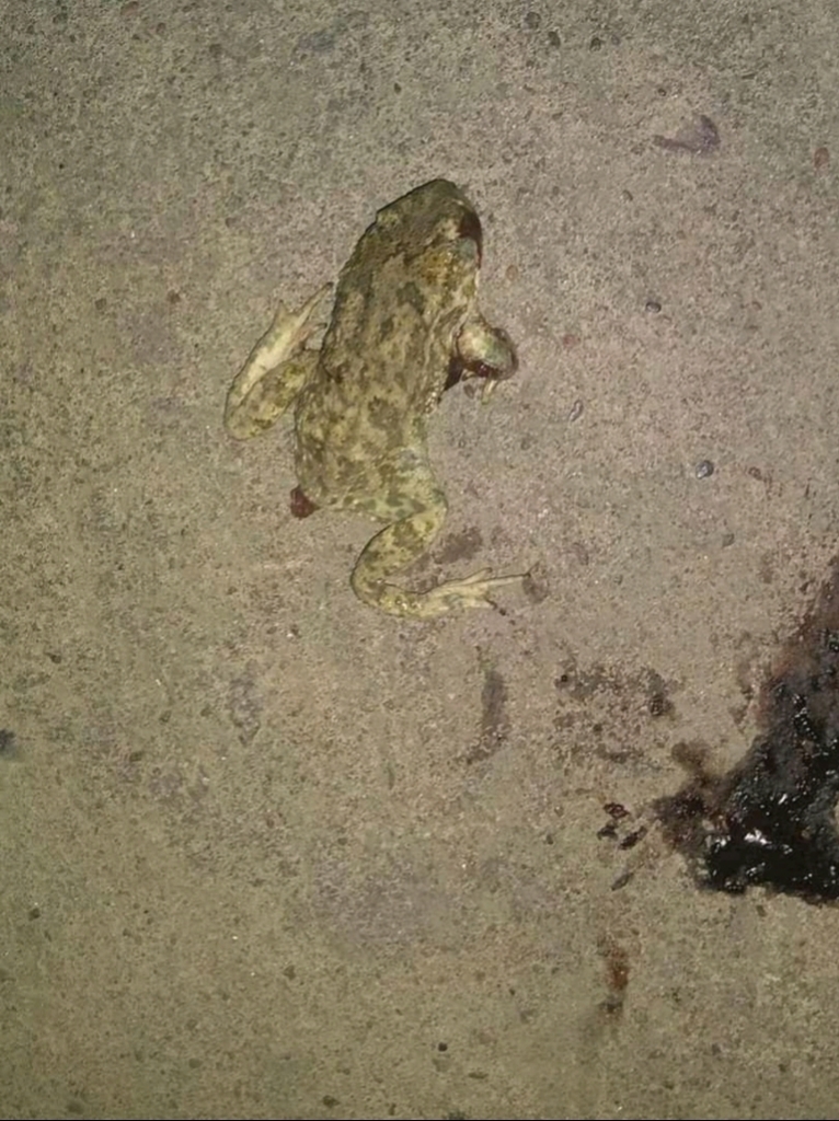 Asian Common Toad from Sungelebak, Karang Geneng, Kabupaten Lamongan ...