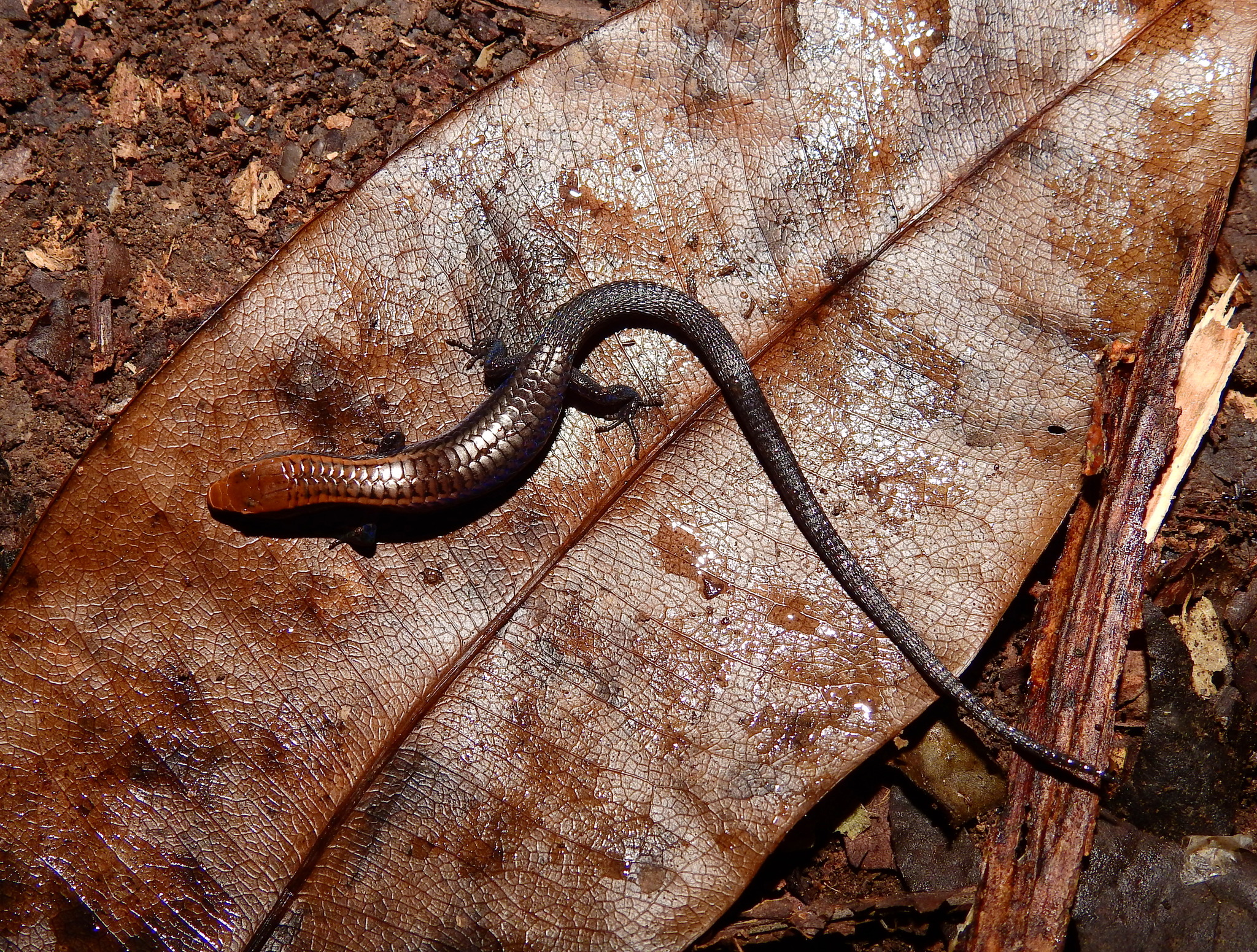 Iphisa elegans Gray, 1851