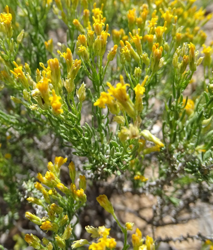 Cooper's Goldenbush (Ericameria cooperi) - Botanical Realm