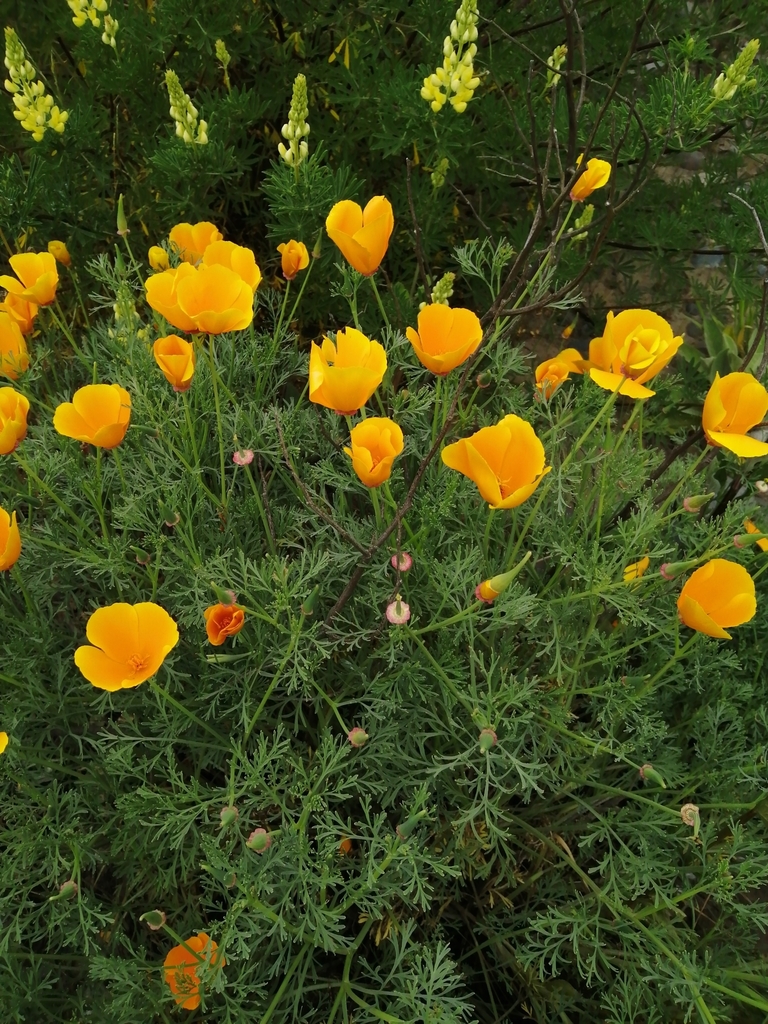 California poppy from Padre las Casas, Araucanía, Chile on November 12 ...