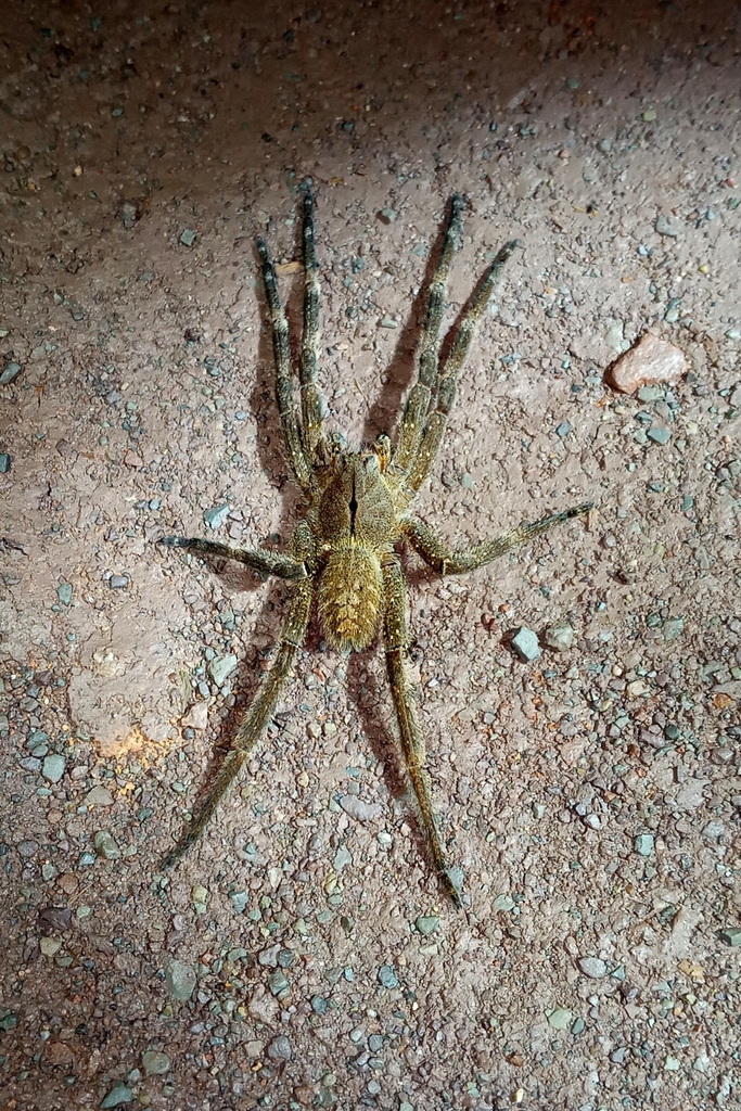 Brazilian Wandering Spider from Assistência, Rio Claro - SP, Brasil on ...
