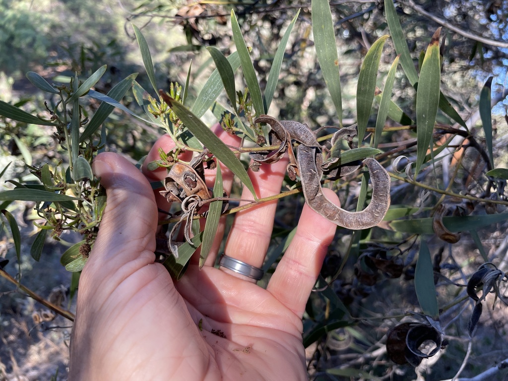 western coastal wattle in November 2021 by jrebman · iNaturalist