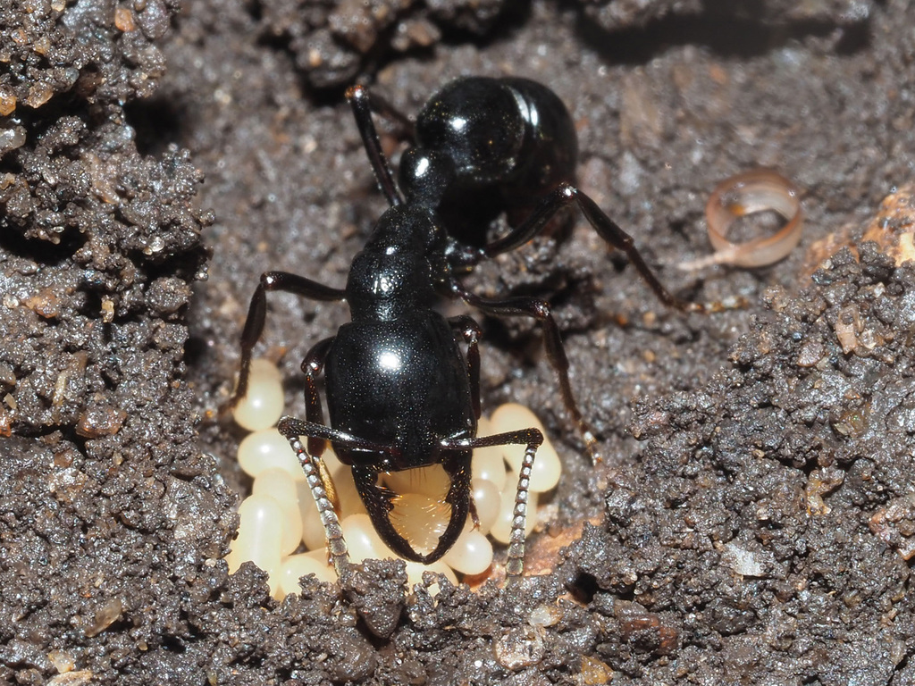Ringbum Millipede Muncher Ant from Umtamvuna Nature Reserve, Port ...