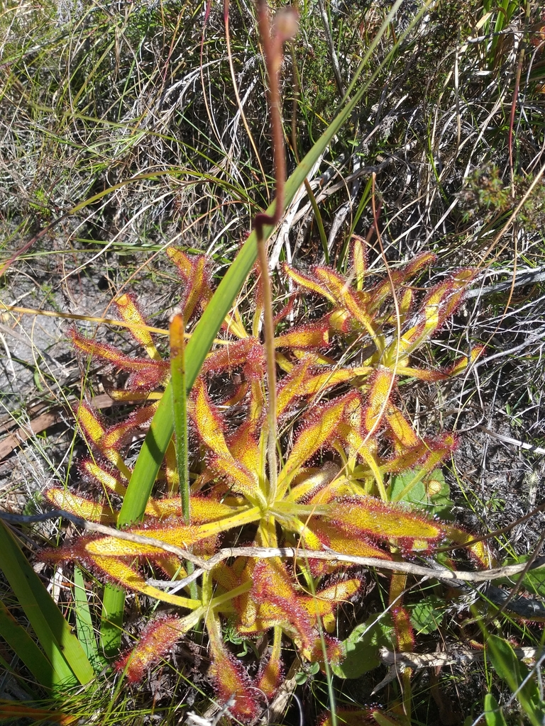 Sprawling Sundew from Overstrand Local Municipality, South Africa on ...