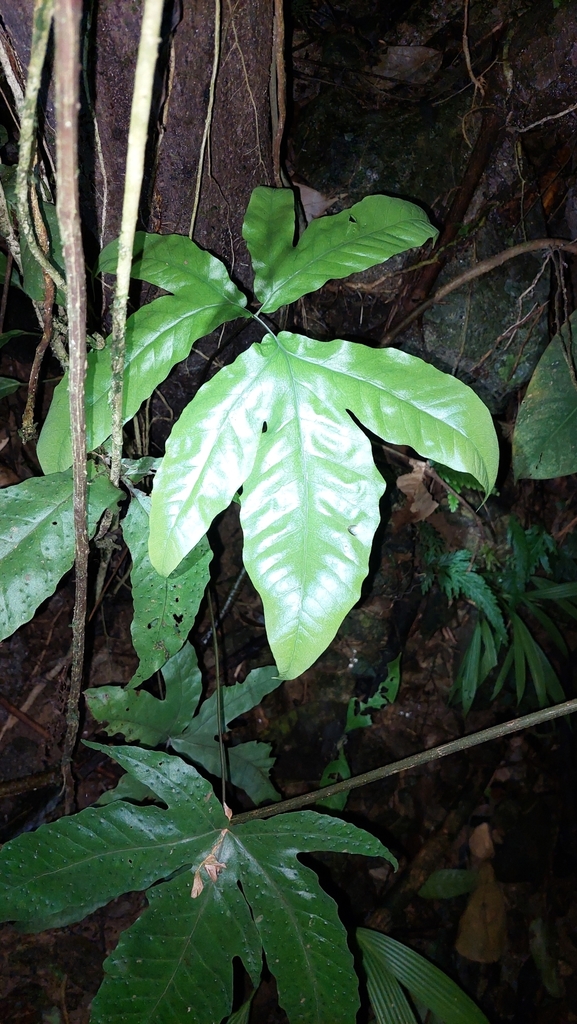 Broad Halberd Fern from El Porvenir, Honduras on November 11, 2021 at ...