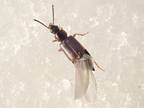 Orochares angustatus · iNaturalist